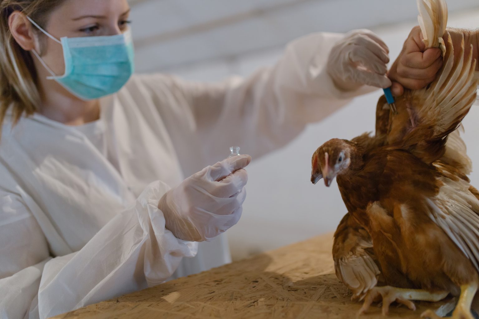 Poultry Vaccines – Katalyst Laboratories
